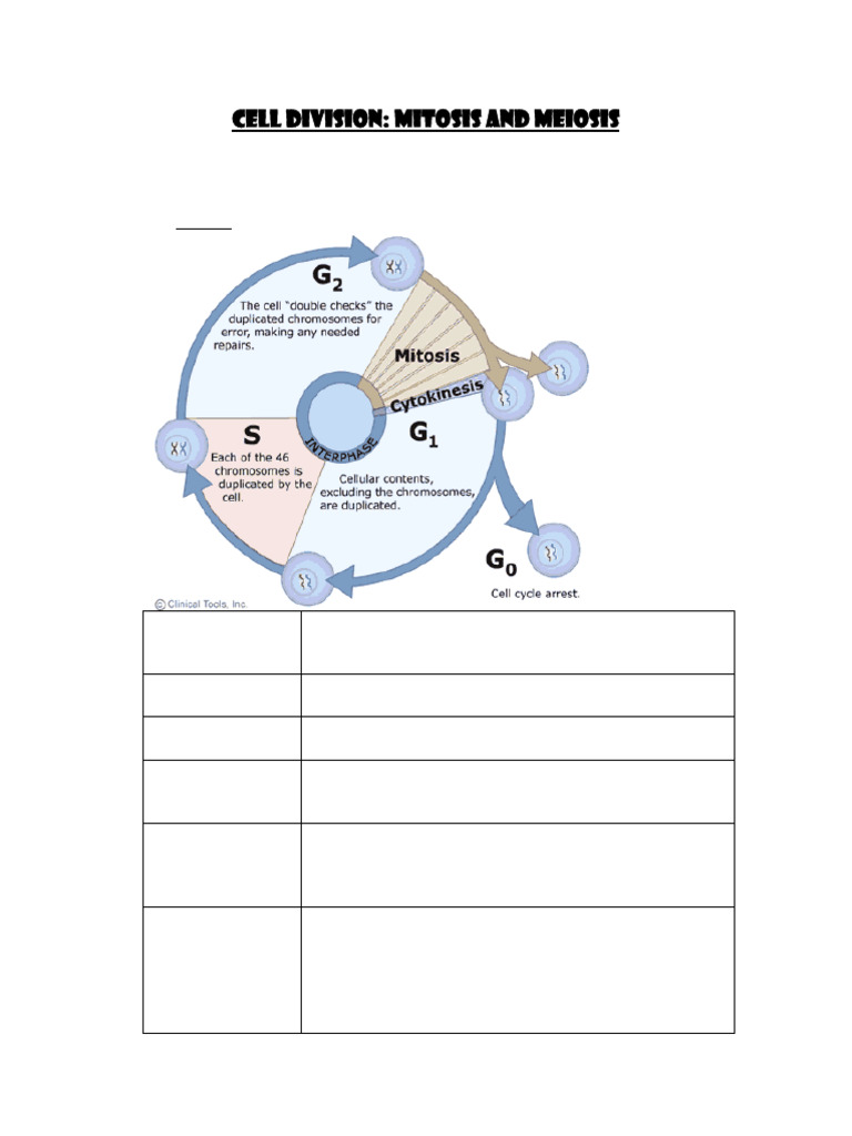 02 - Cell Division Mitosis Meiosis Notes | PDF | Mitosis | Meiosis