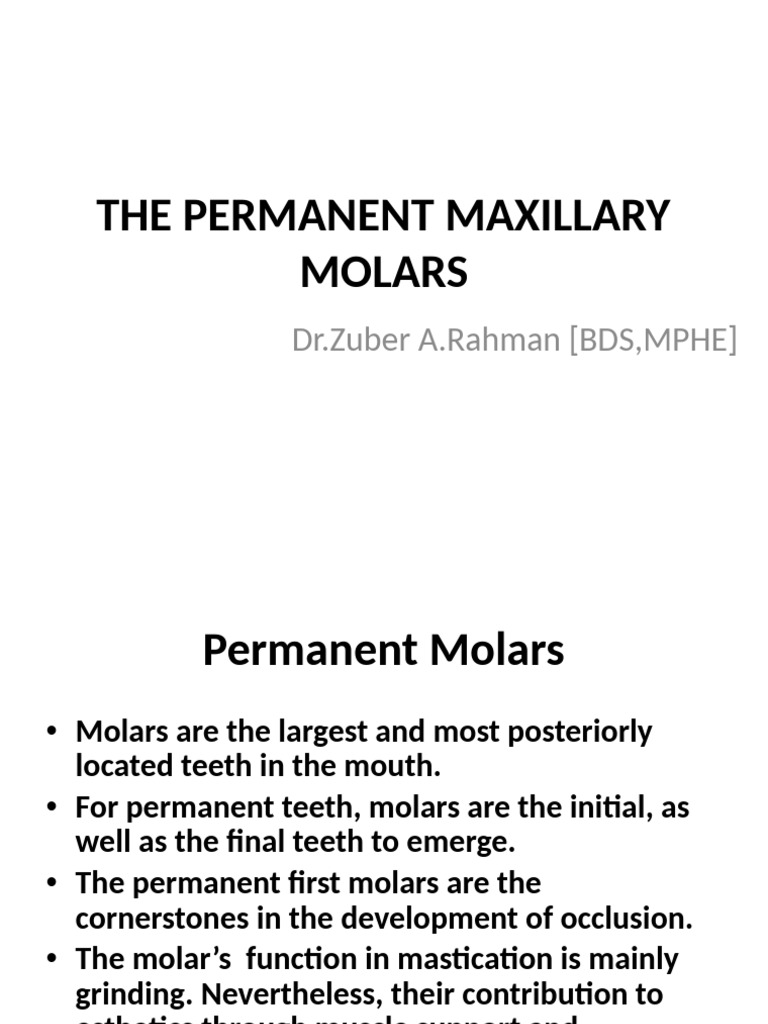 7.permanent Maxillary Molars | PDF | Dental Anatomy | Dentistry