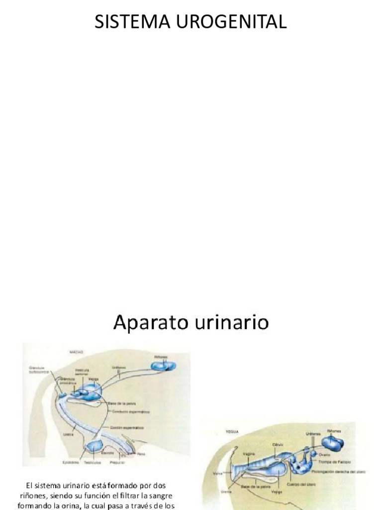 Sistema Urinario 1 | PDF | Riñón | Sistema urinario