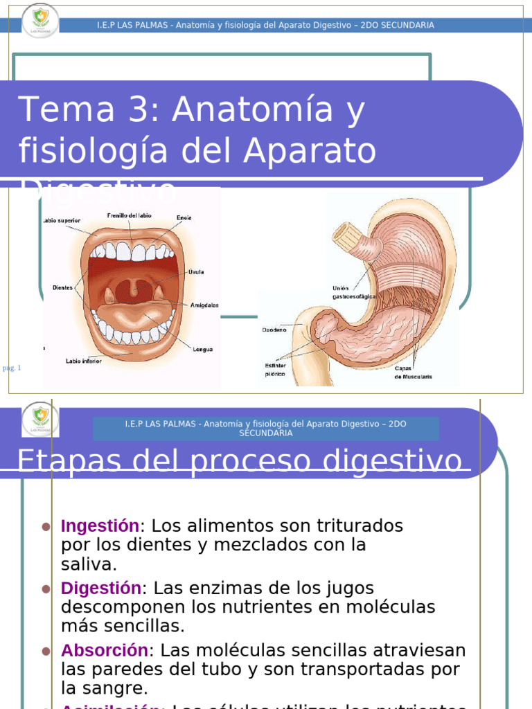 Anatomía de la Boca Humana | PDF | Sistema digestivo humano | Digestión