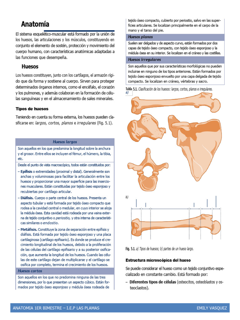 Anatomia - Temas2 - Sistema Esqueletico | PDF | Articulación | Músculo