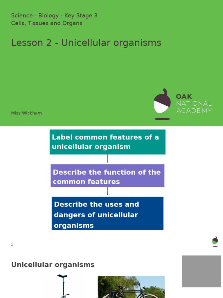Unicellular Organisms: Bacteria and Fungi | PDF | Bacteria | Cell (Biology)