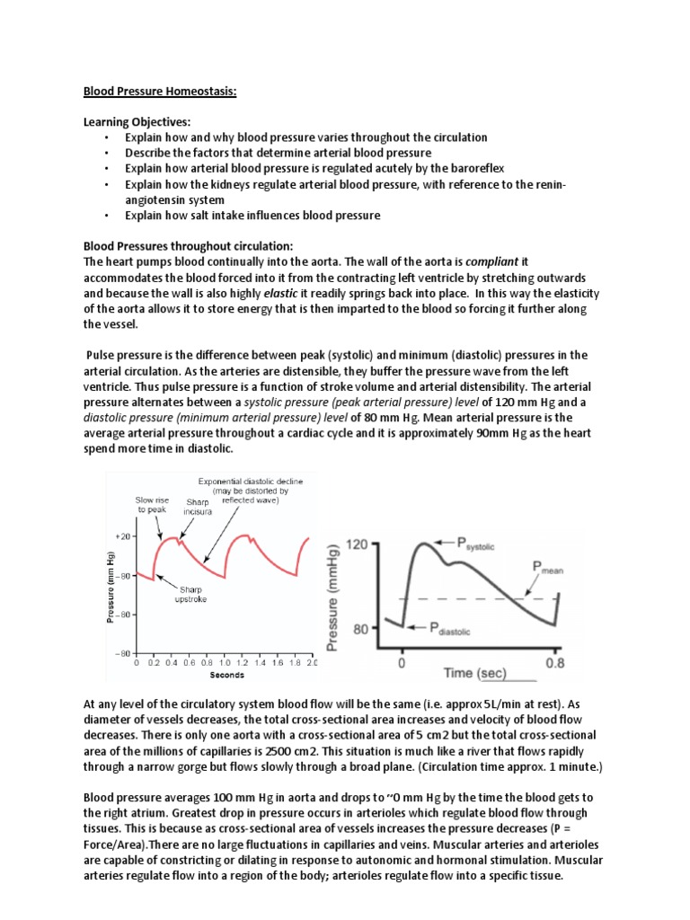 Blood Pressure Homeostasis | PDF | Angiotensin | Blood Pressure