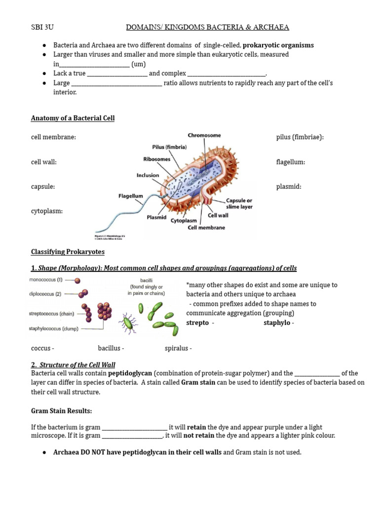 _Kingdoms Bacteria_STUDENT_NOTE new | PDF | Bacteria | Cell (Biology)