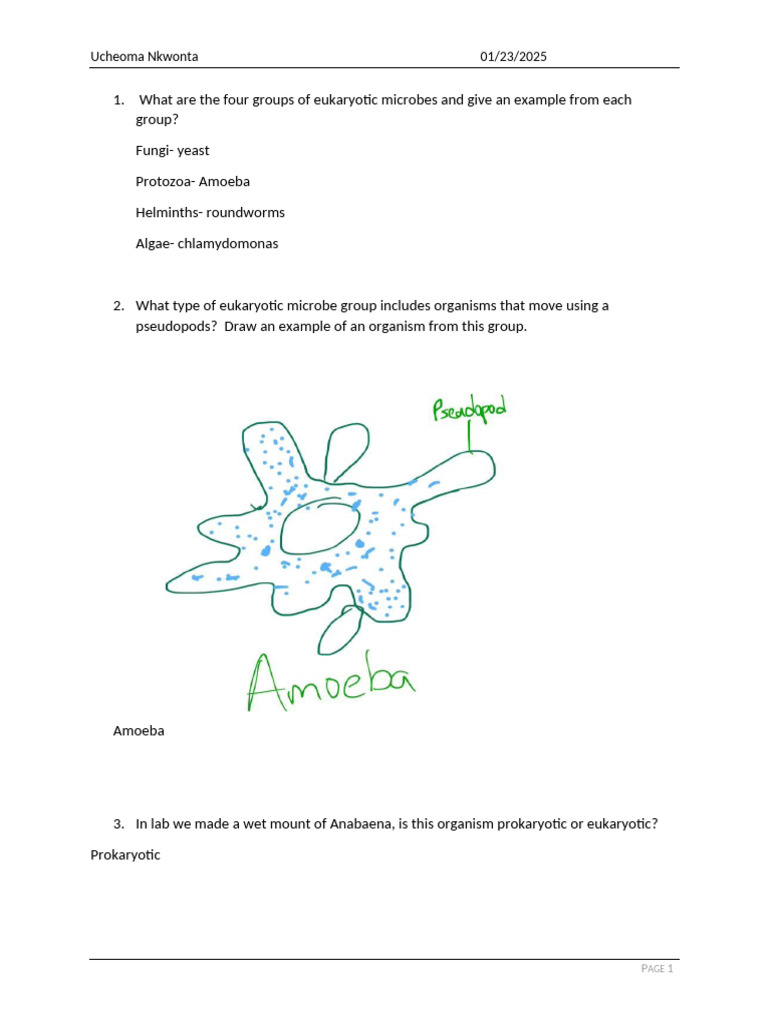 microbes and micrscope worksheet | PDF | Cell (Biology) | Bacteria