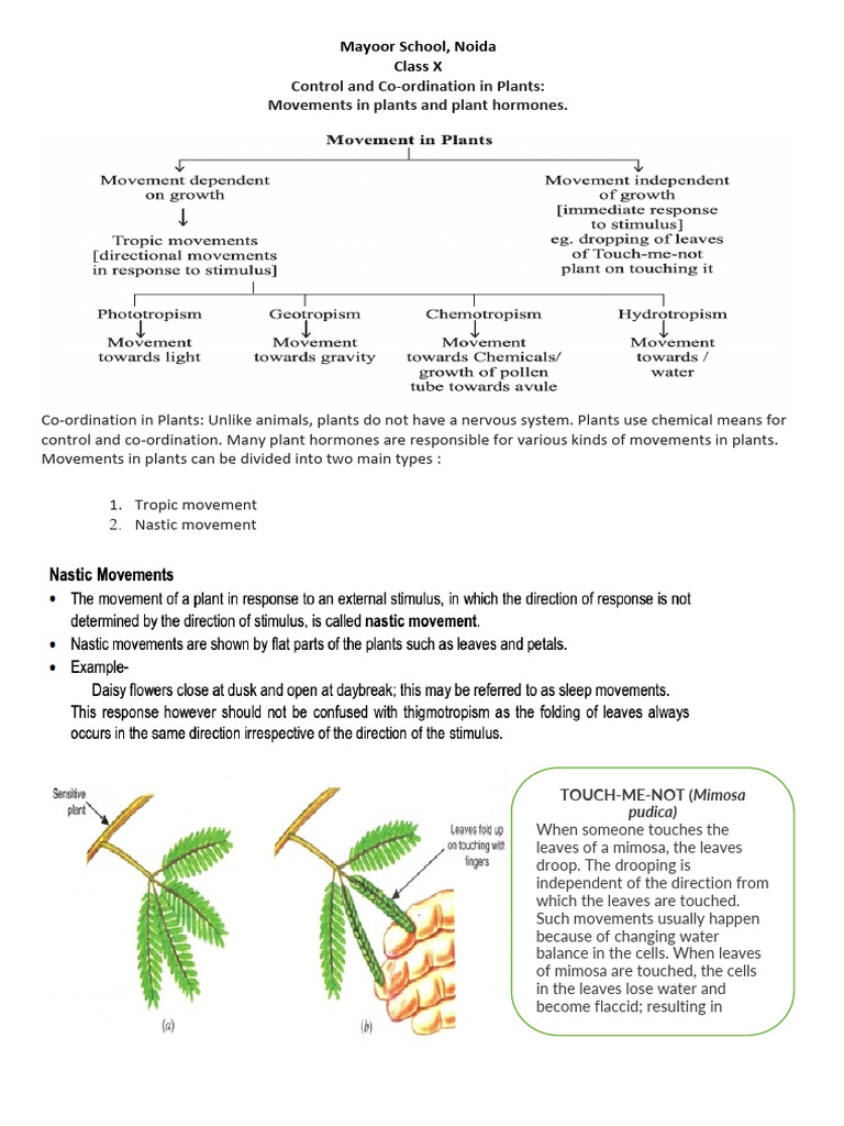 Plant Hormones and Movements Explained | PDF | Plant Hormone | Auxin