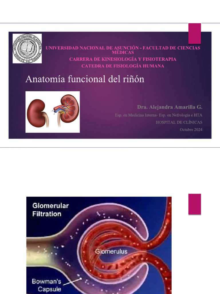 Riñon 1 | PDF