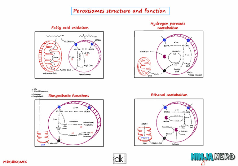 Cell-Biology Basics - 007) Peroxisomes Structure & Function ...