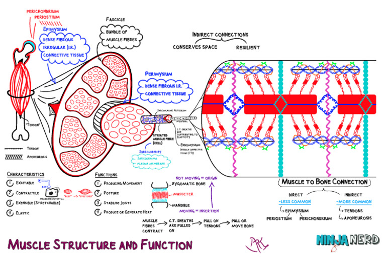 Musculoskeletal System) 01 Muscle Structure and Function (Key) | PDF ...