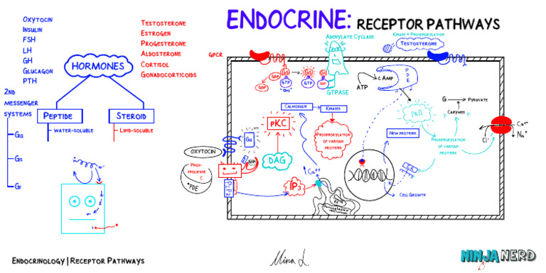 Endocrine Physiology 1 Receptor Pathways Key Pdf Endocrine