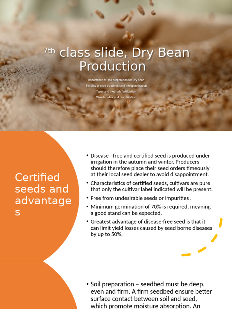 7th class slides Dry bean_28c2ff9a81aa5e09721a1056a18b7593 | PDF | Crop ...