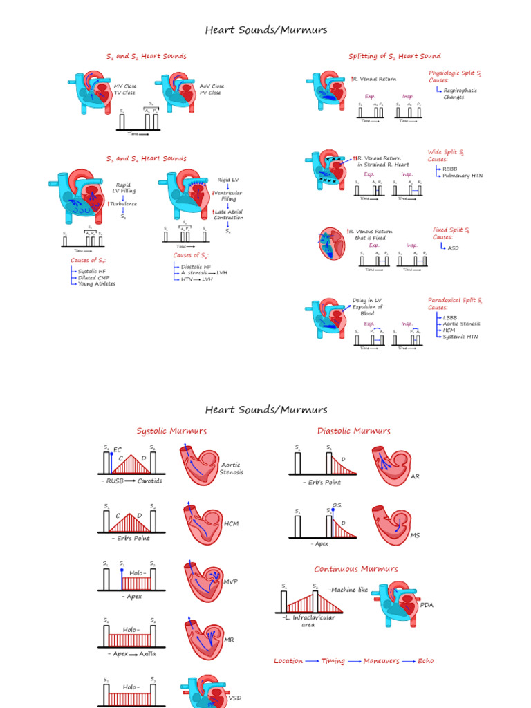 CARDIO - 08 Heart Sounds & Murmurs [Illustrations - Key] | PDF | Heart | Cardiovascular System