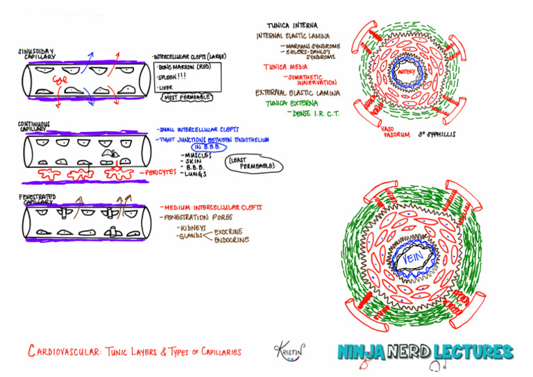Cardiovascular Physiology) 11 Tunic Layers - Types of Capillaries - Key ...