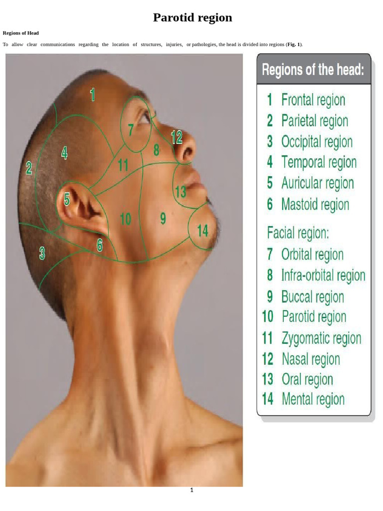 Anatomy and Functions of the Parotid Region | PDF | Human Head And Neck ...