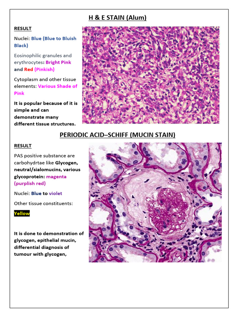 Stain Identification Slide | PDF | Staining | Histology