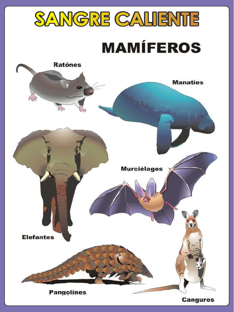 Animales Sangre Caliente Mamiferos | PDF