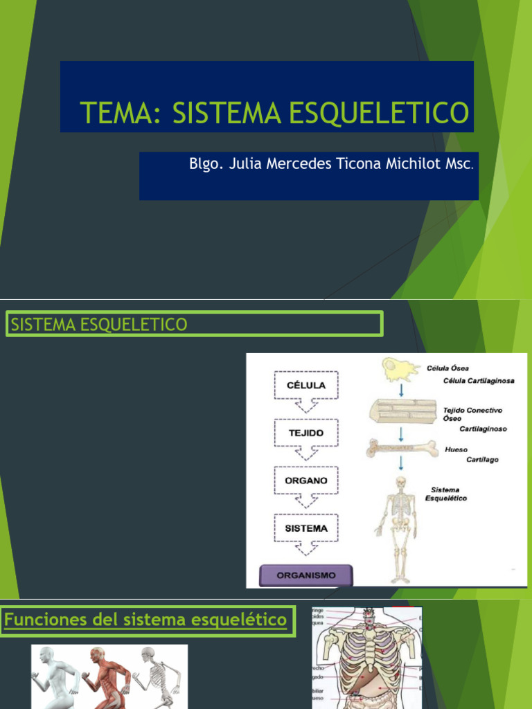 Sistema Óseo para Tercer Grado | PDF | Hueso | Sistema esquelético