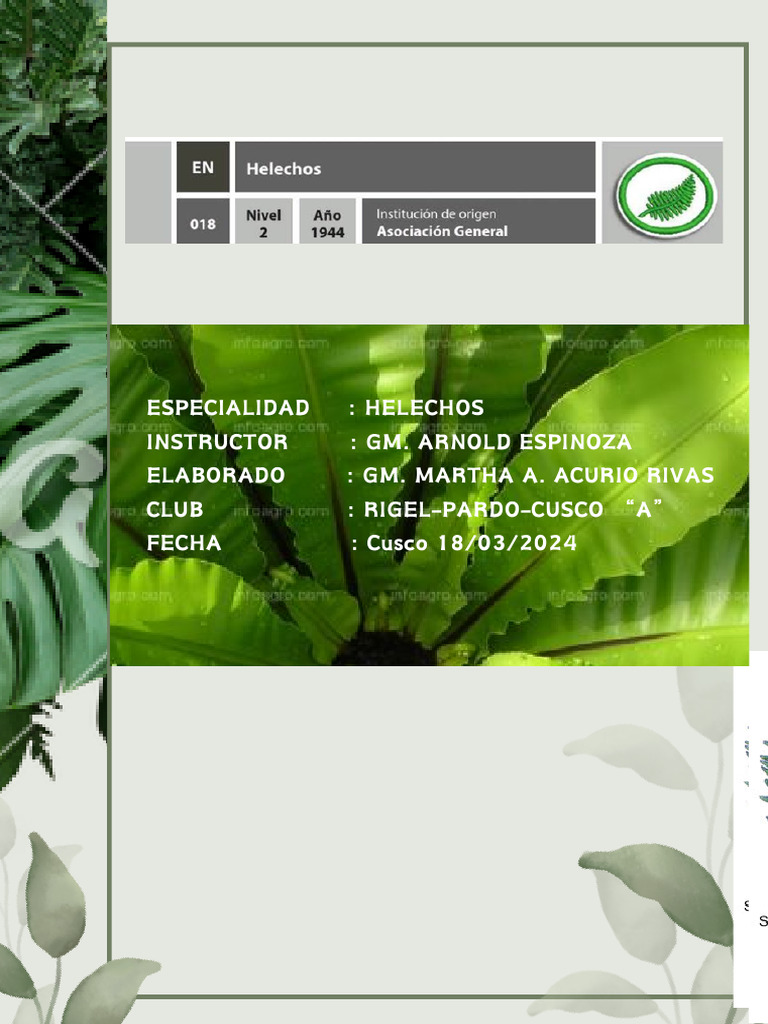 Informe en 18 Helechos, Maar | PDF | Plantas | Botánica