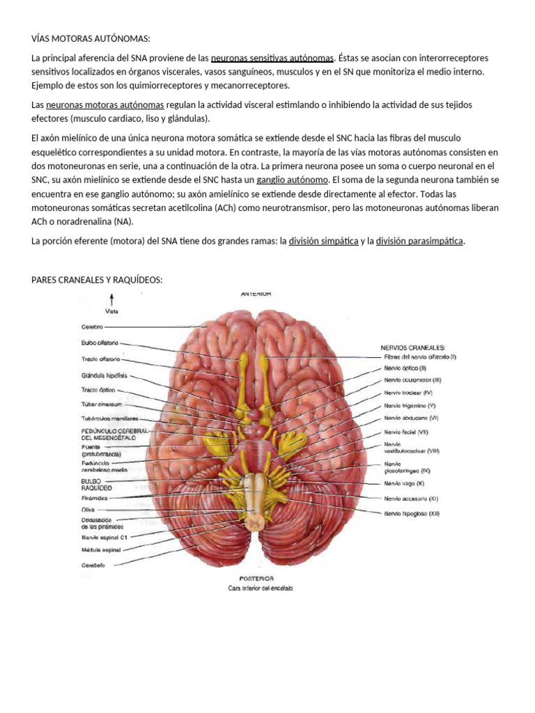 Anatomía y Función de Vías Motoras Autónomas | PDF | Músculo | Neurona