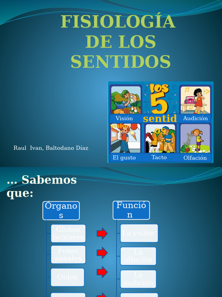 SEMANA 6 FISIOLOGIA DE LOS SENTIDOS | PDF | Oído | Percepción visual
