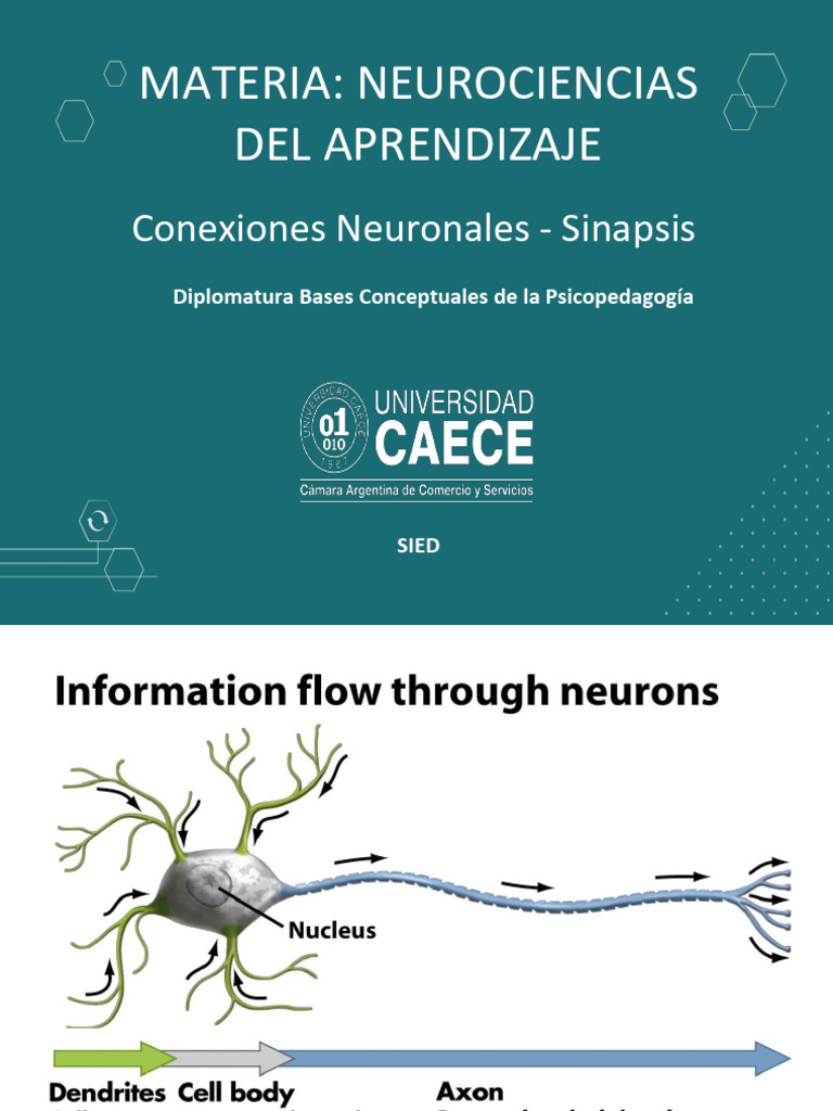 1.2. Sinapsis DD | PDF | Sinapsis | Neurona