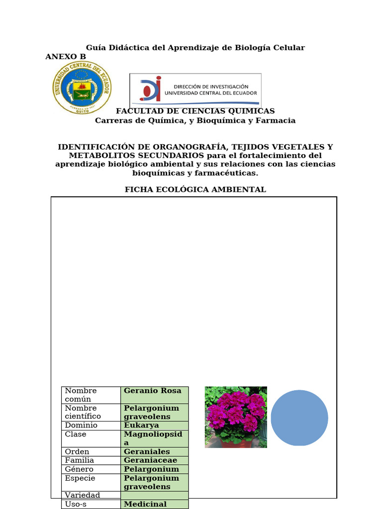 Características del Geranio Rosa y Usos | PDF | Rosa | Hoja