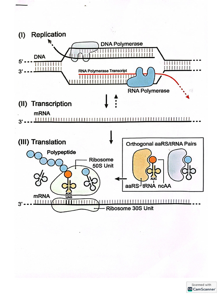 Biology Drawings | PDF