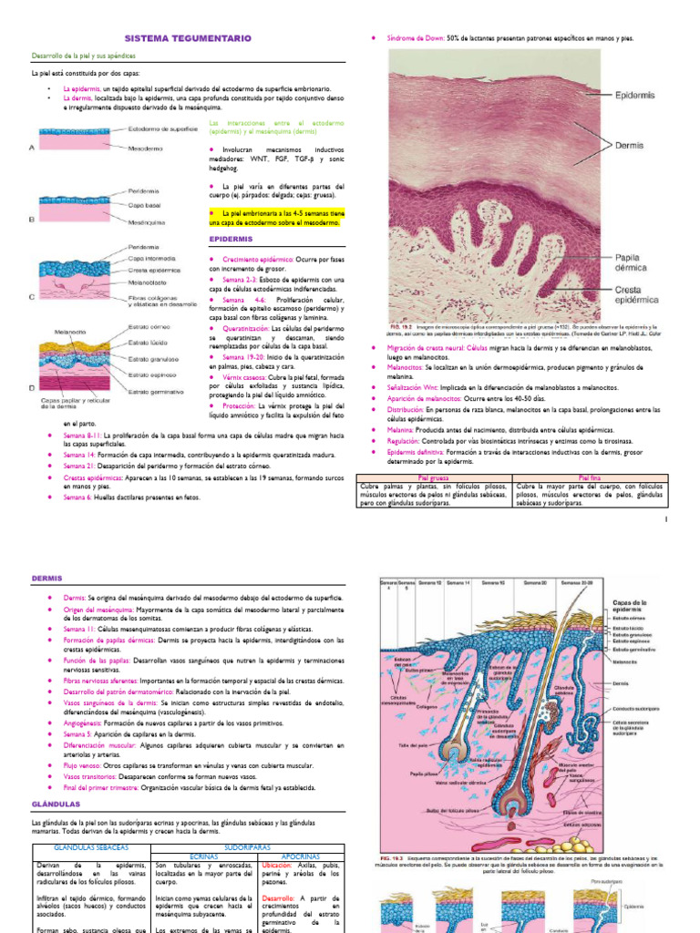 Sistema Tegumentario | PDF | Epidermis | Piel