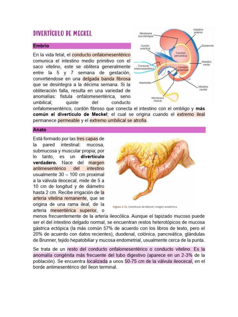 DIVERTÍCULO DE MECKEL y RVU | PDF | Tracto gastrointestinal | Sistema ...
