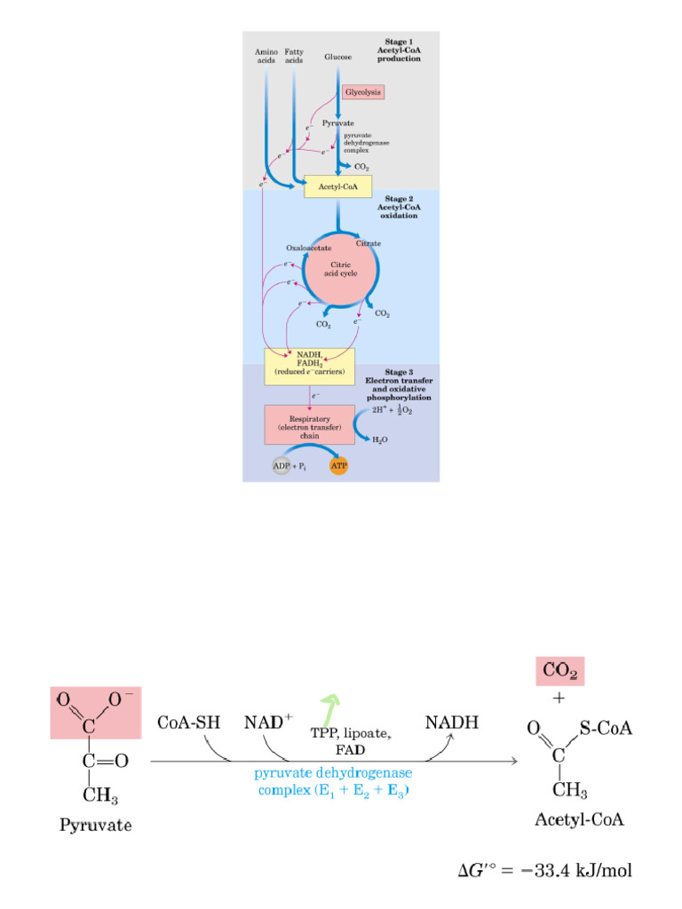 Clase TCA y Glioxilato | PDF | Glucólisis | Metabolismo