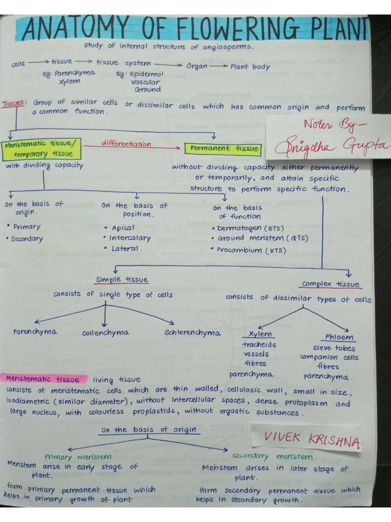 Anatomy of Flowering Plants (Handwritten) | PDF