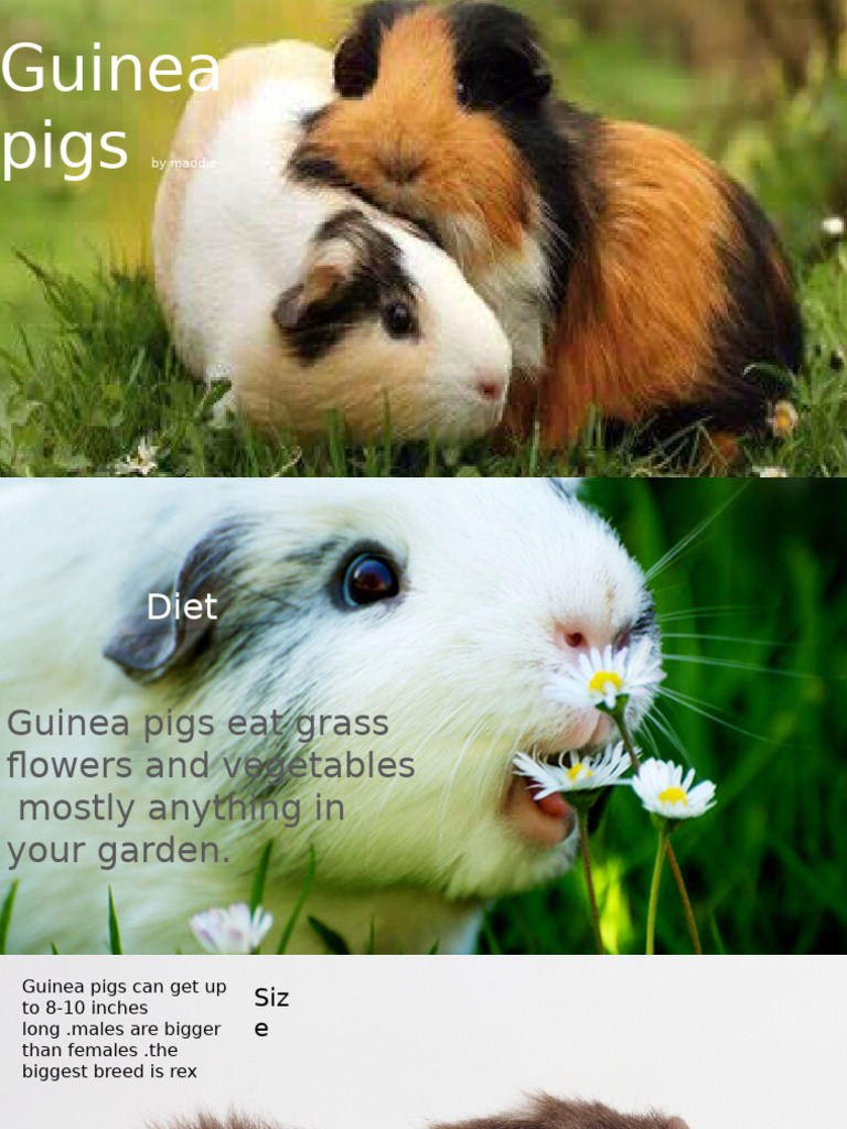 Guinea Pigs Presentation- Maddie | PDF