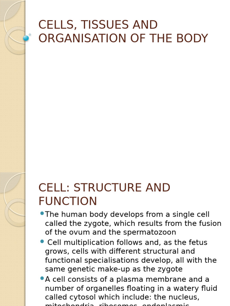 Cells, Tissues and Organisation of The Body | PDF | Epithelium | Mitosis