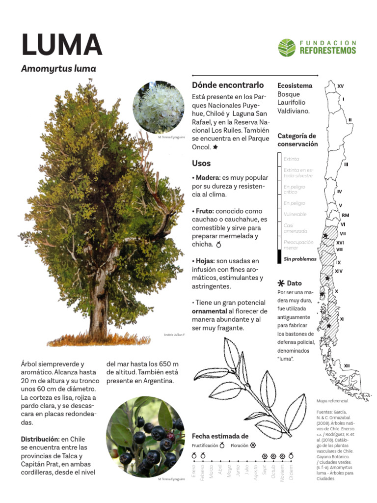 Luma 37 1 | PDF | Arboles | Plantas