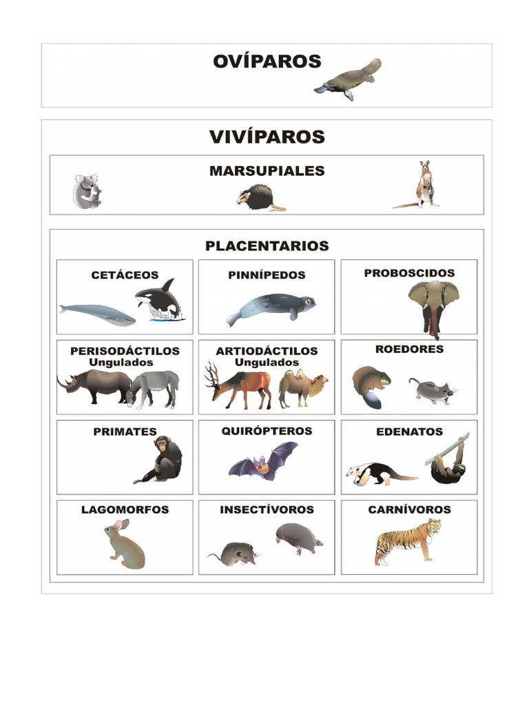 Los Mamíferos 1° Sec | PDF