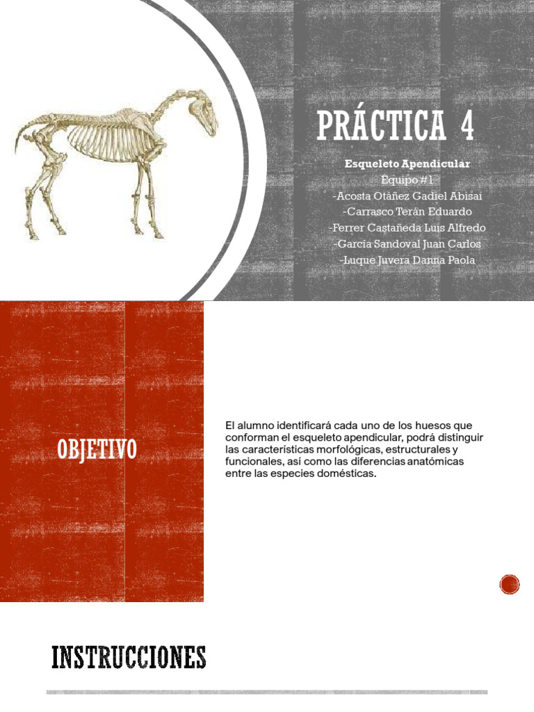 Práctica 4 - Esqueleto Apendicular | PDF | Extremidades (anatomía) | Sistema musculoesquelético