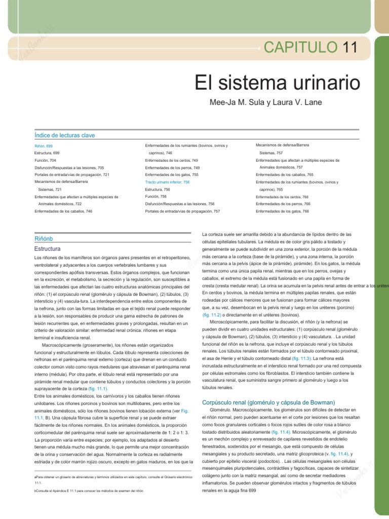 Capitulo Zachary urinario | PDF | Riñón | Sistema urinario