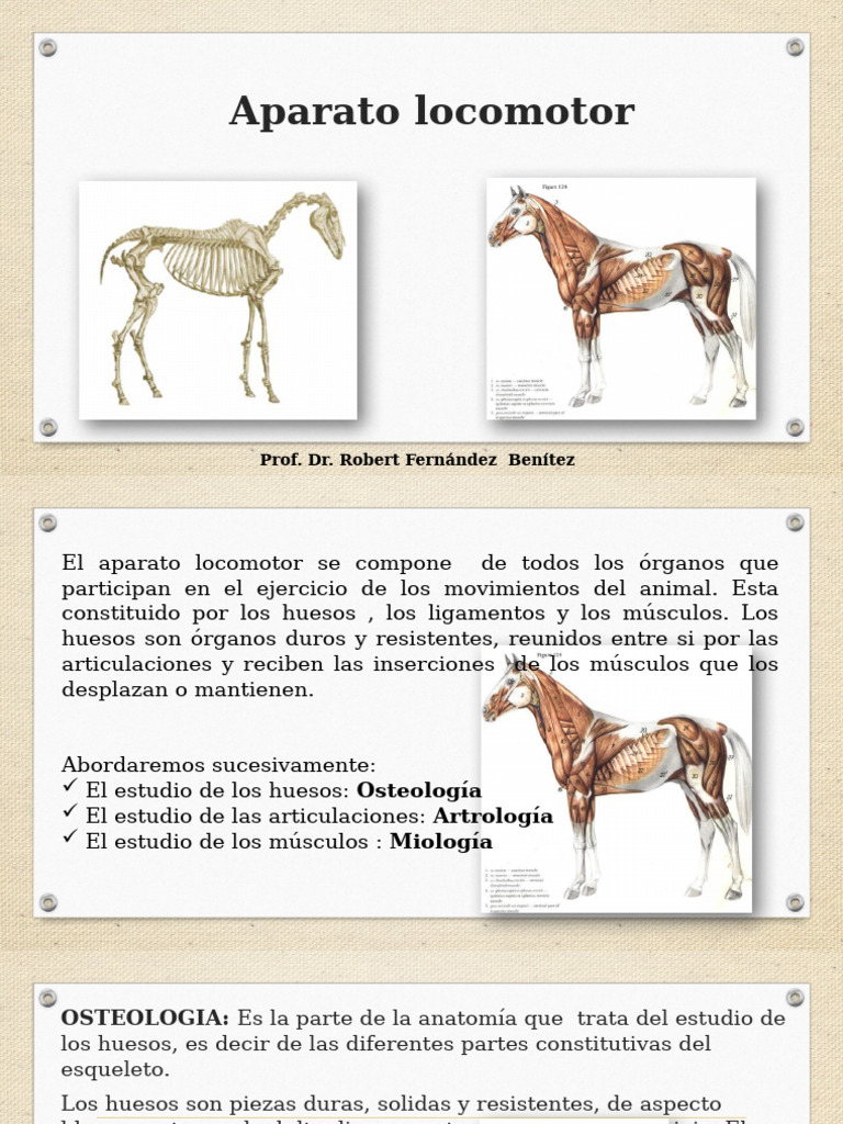 Estructura del aparato locomotor animal | PDF | Hueso | Sistema esquelético