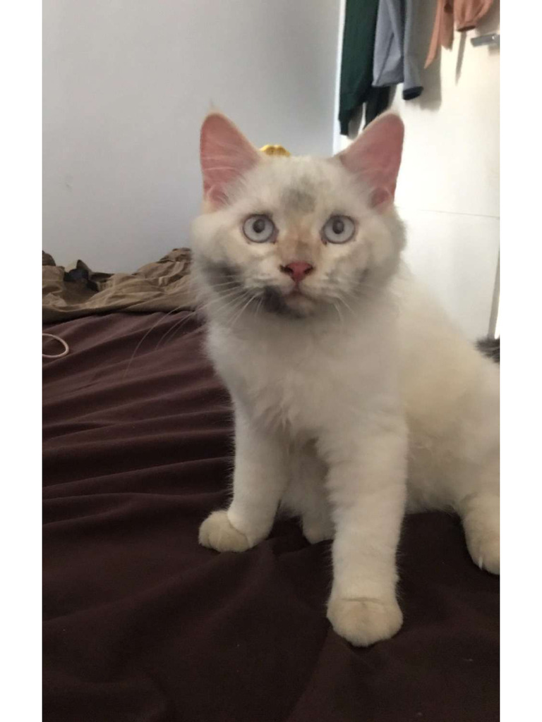 Kucing Cemong | PDF