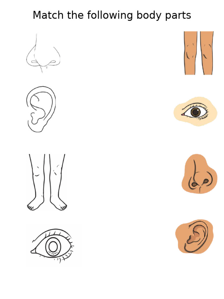 Body Parts Matching Activity | PDF