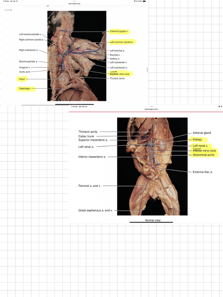 A&p Lab Study | PDF