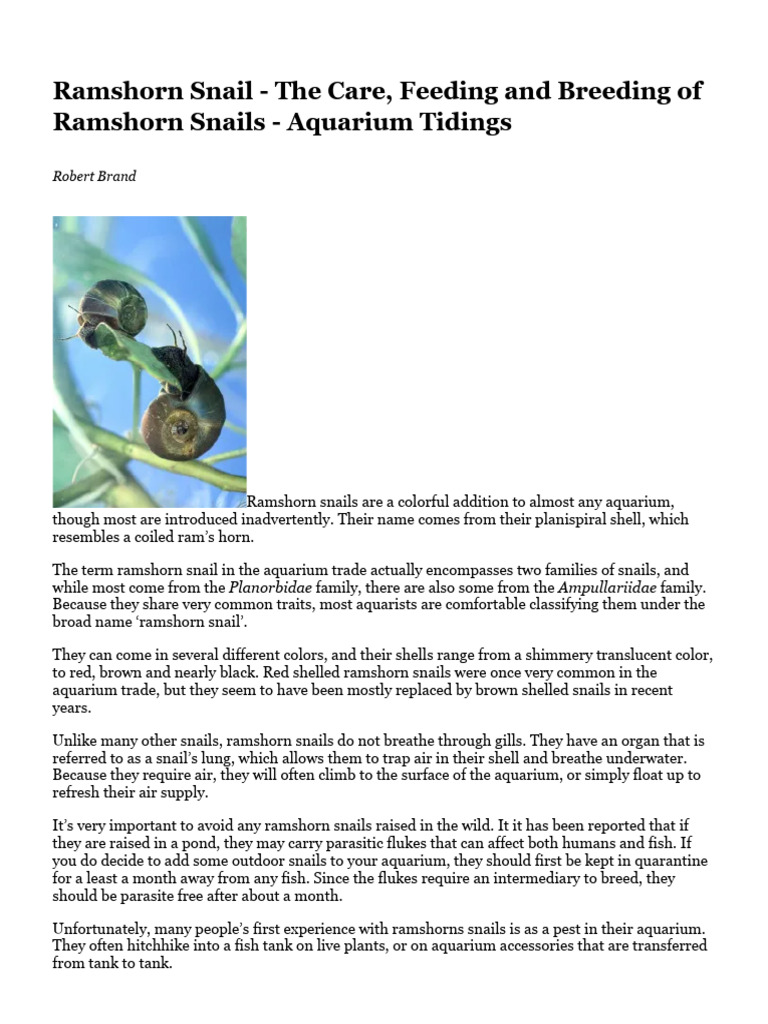 Care and Breeding of Ramshorn Snails | PDF | Aquarium | Zoology