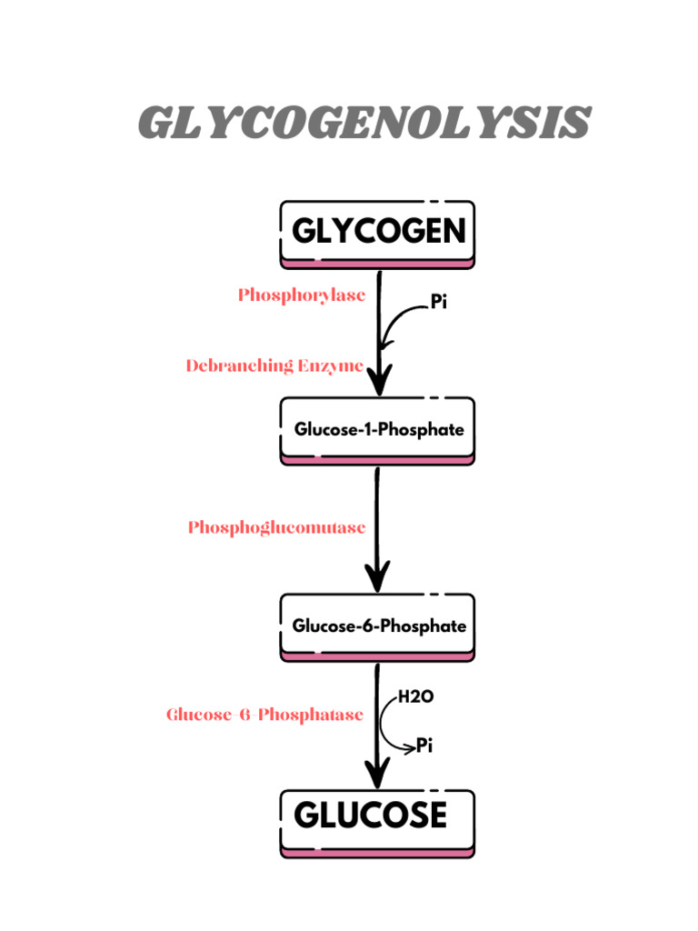 Glycogenolysis PPP | PDF