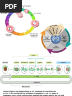 POGIL Activities For AP Biology - Cell Cycle and Regulation | PDF ...