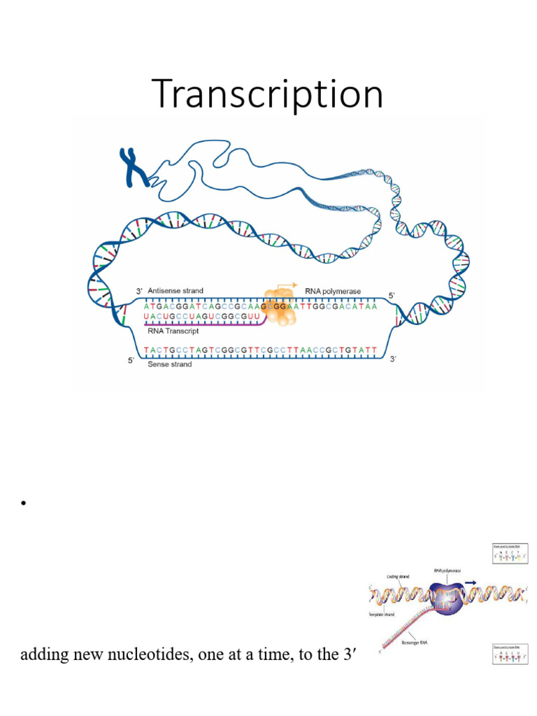 Bacterial Transcription | PDF | Promoter (Genetics) | Rna