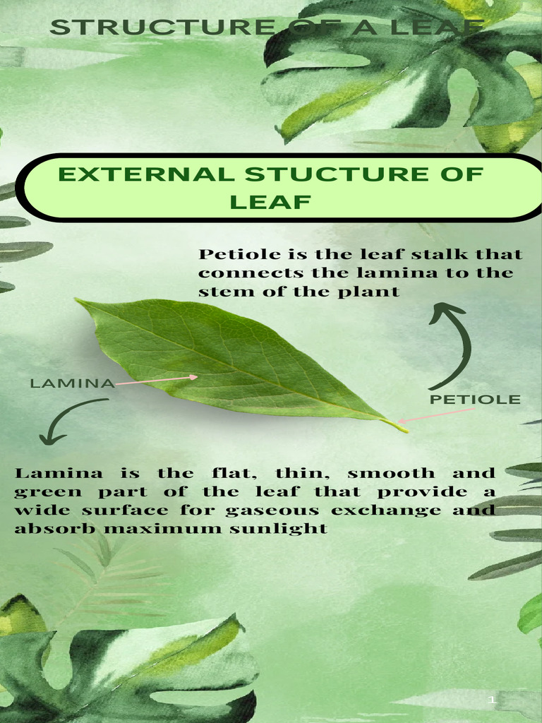 Leaf Structure and Functions | PDF