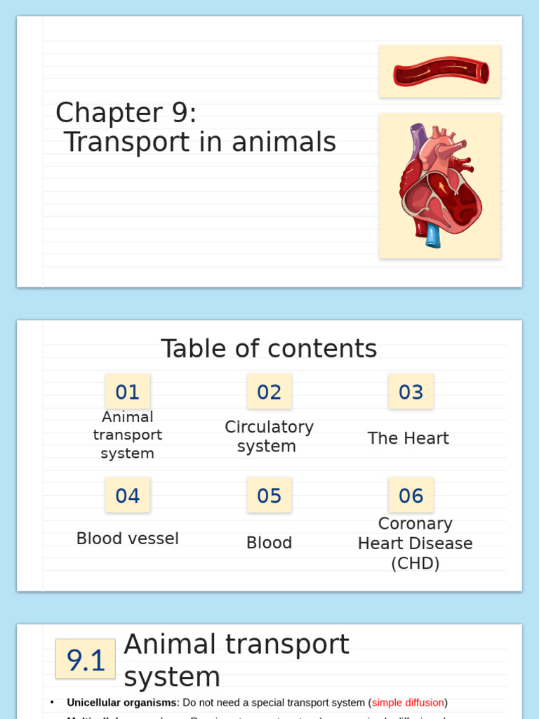 Chapter 9 Transport in Animals | PDF | Circulatory System | Heart Valve