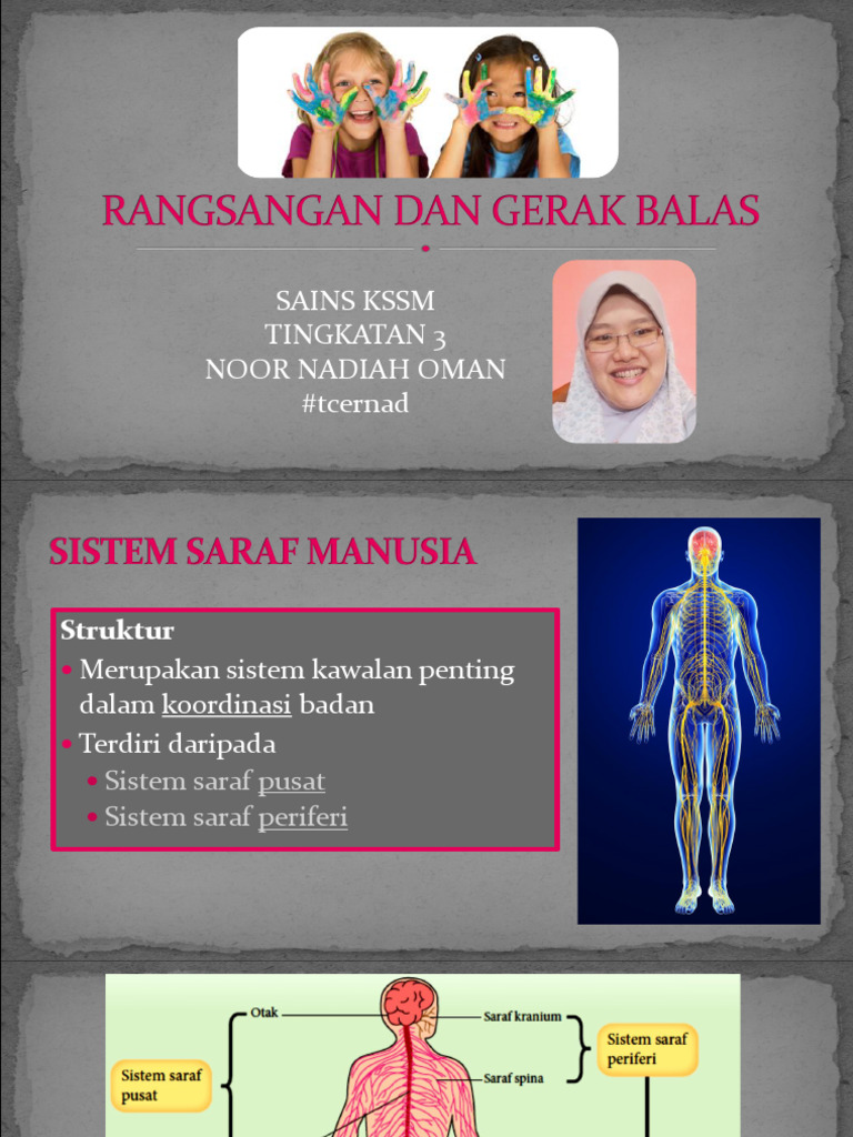 B1 Rangsangan Dan Gerak Balas | PDF