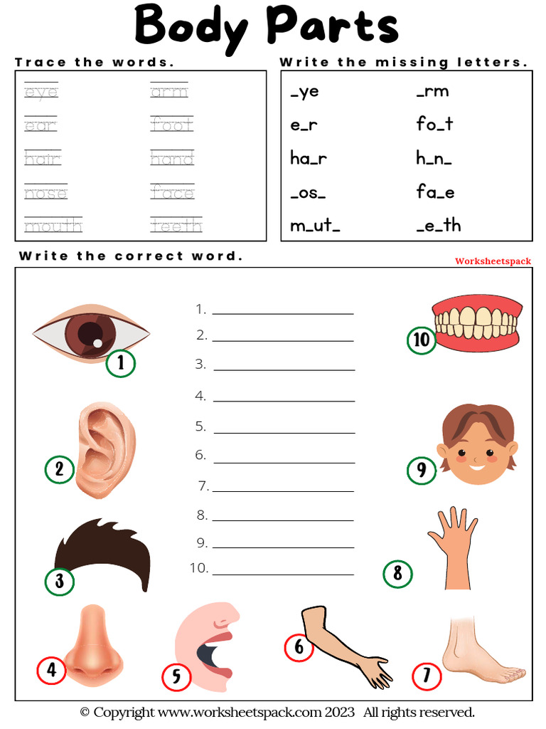 Body Parts Worksheets Printable | PDF