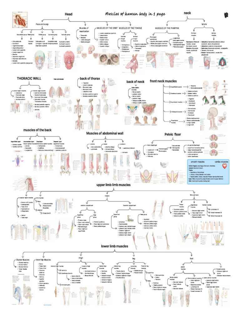 Lower Limb and Upper Limb Muscles Overview | PDF | Human Leg | Lower ...